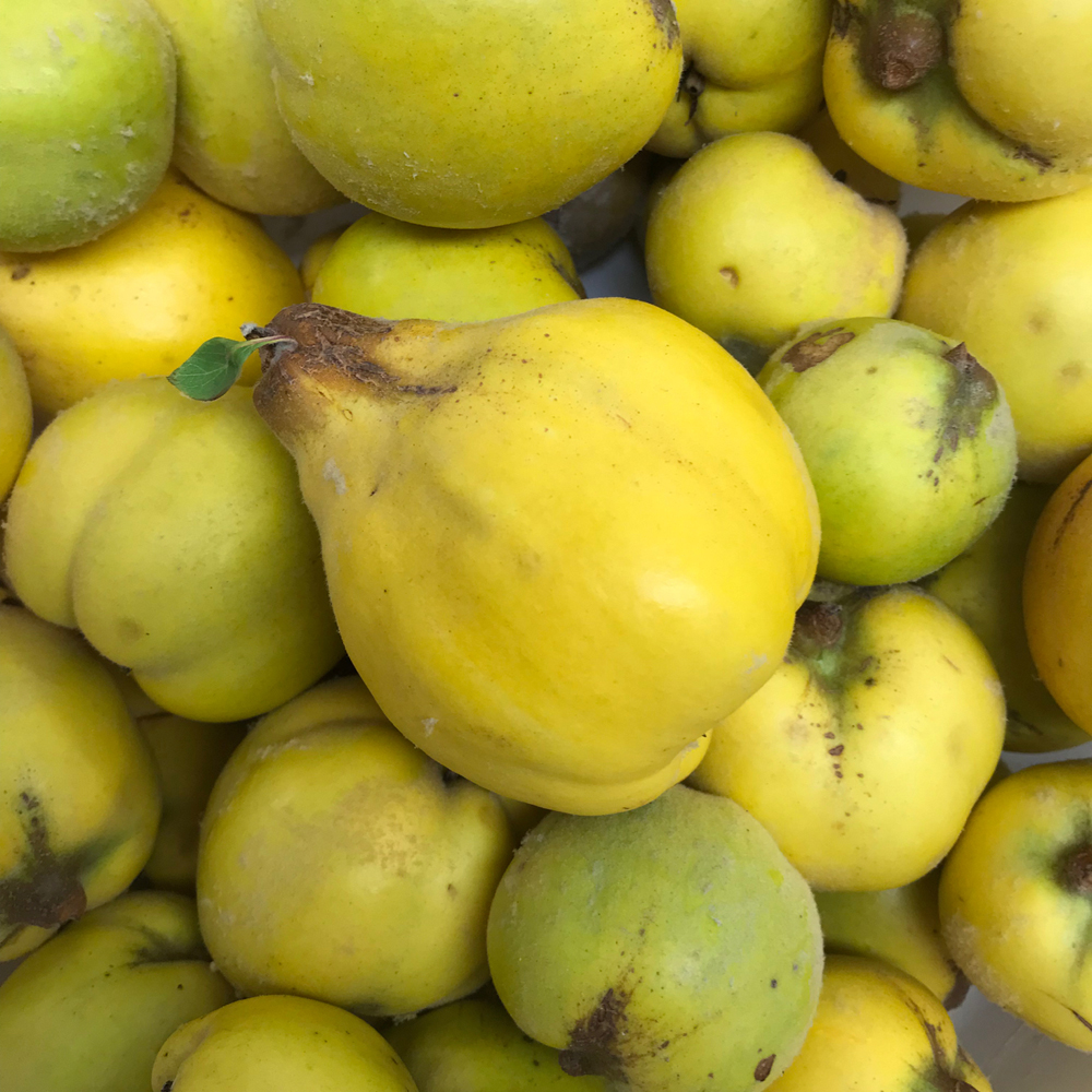 Skuren kvittenmarmelad – Sara bakar